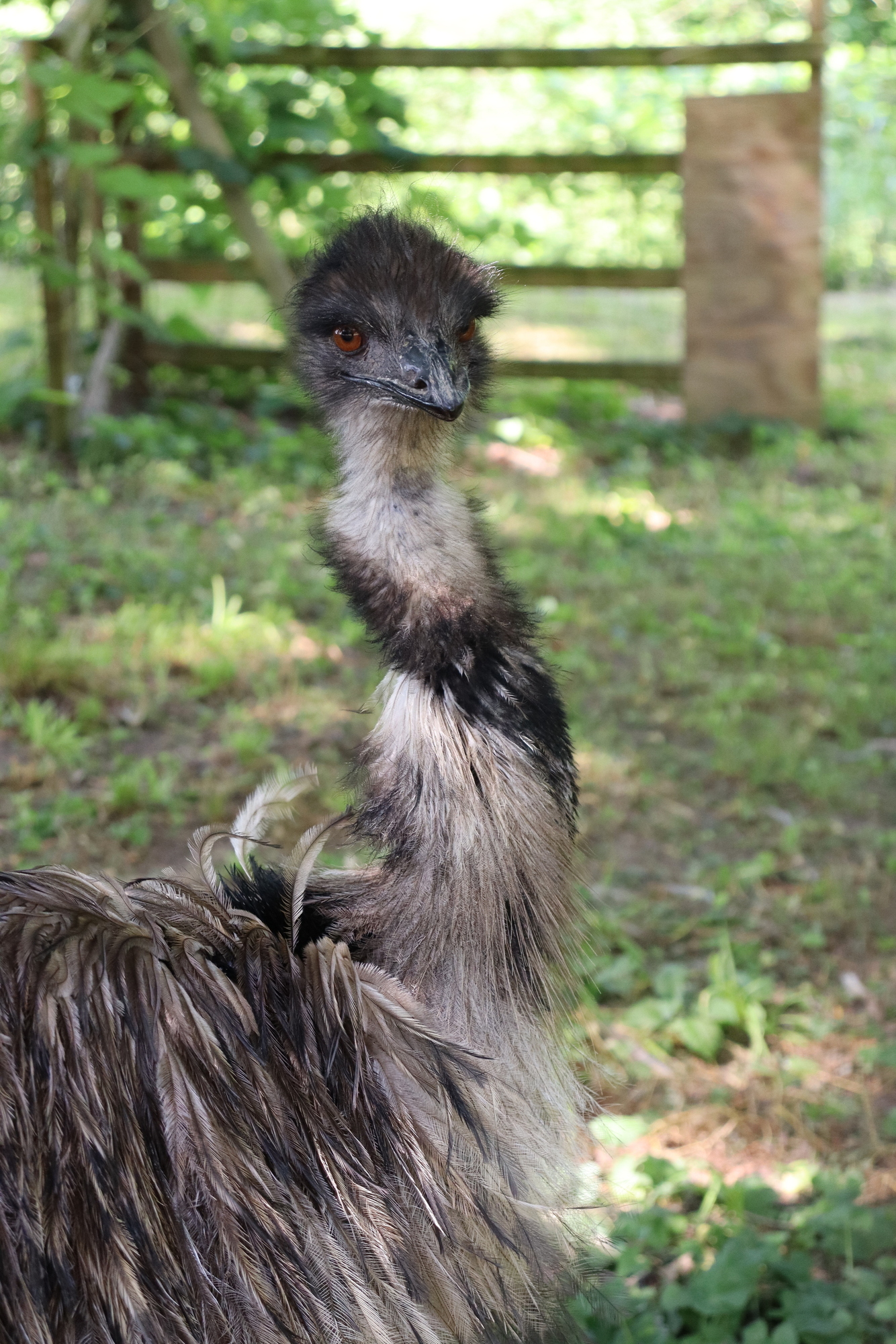 Meeting MeeMoo the Emu – Roane Tourism