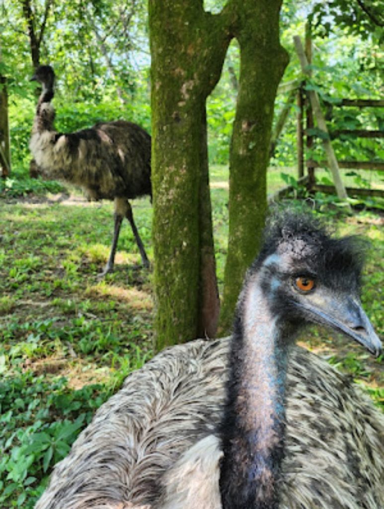 Meeting MeeMoo the Emu – Roane Tourism